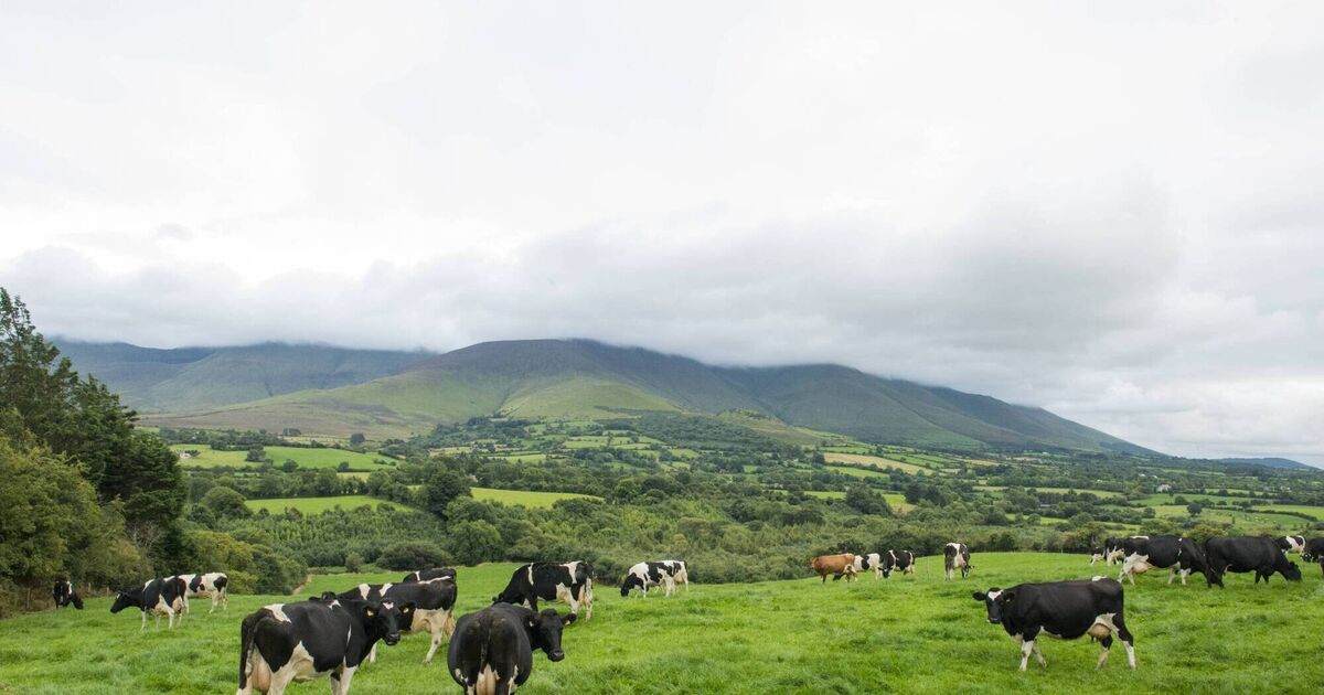Derogation proposals to slash farm profits — Teagasc