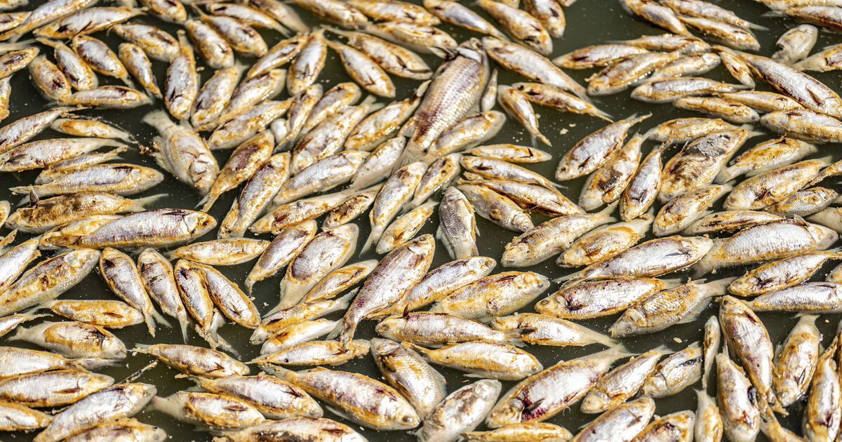 Millions of rotting fish to be removed from Outback river