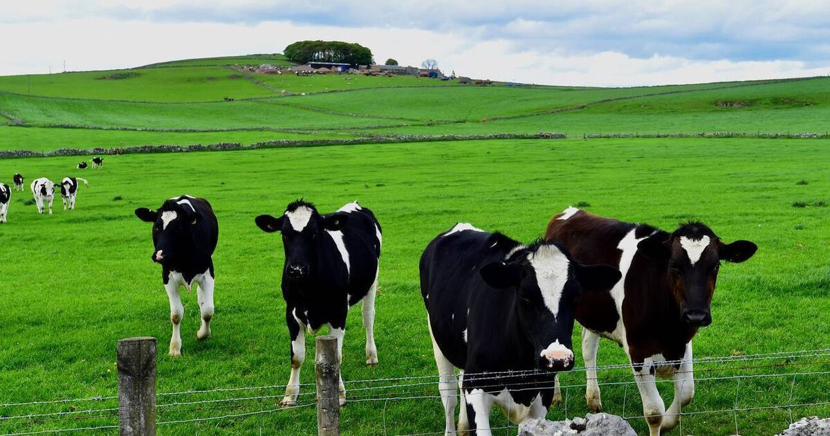 Turnout to grass for weanlings and replacements