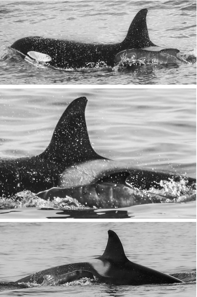 Did an orca adopt an orphaned pilot whale calf?