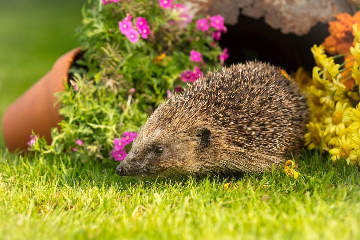 Video: Garden scraps — hedgehogs stand their ground
