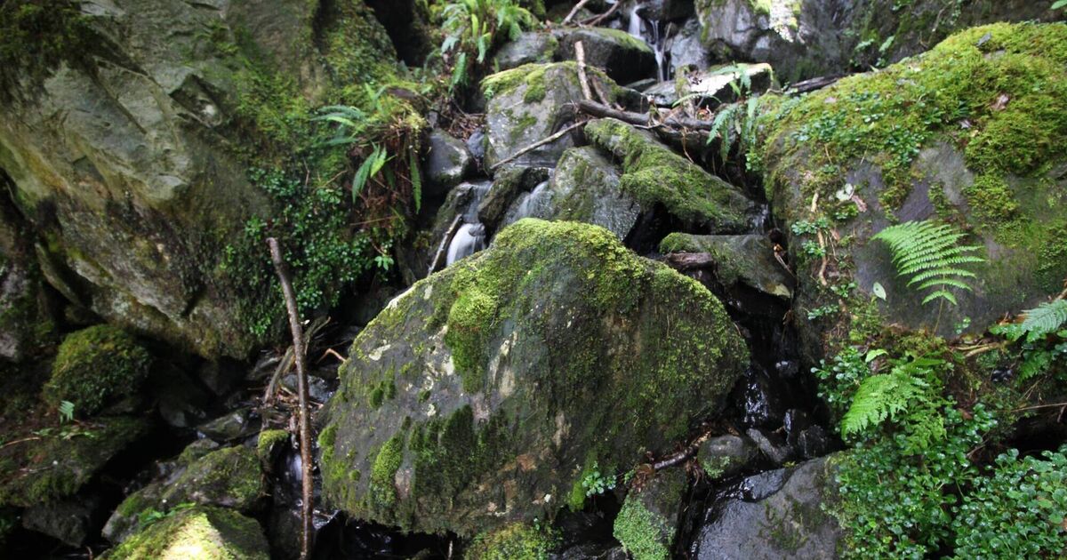 Will you be able to spot early sand-grass or mouse-tail fern when you ...