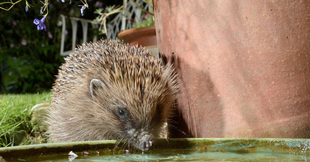 Gardens: How we can help hedgehogs this season
