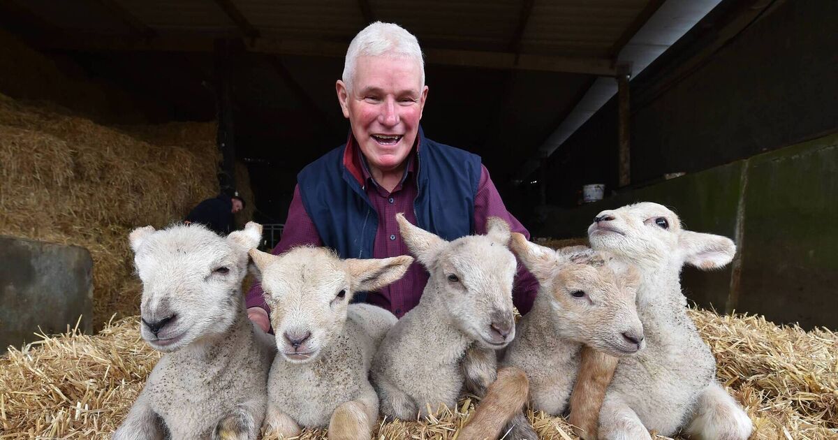 The mighty quins: Cork farmer welcomes 'one-in-a-million' lamb quintuplets