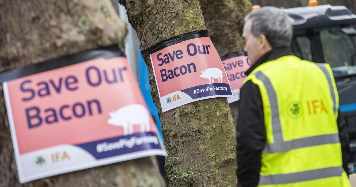 Irish processors urged to increase pig price above EU average