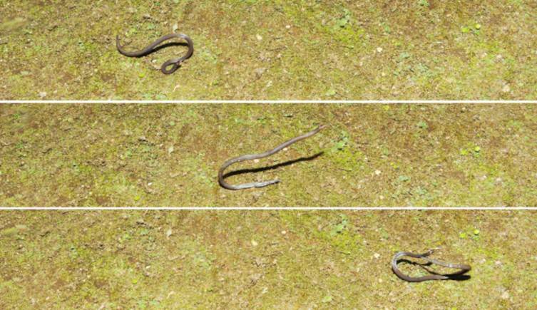 Watch: Snakes really can do cartwheels