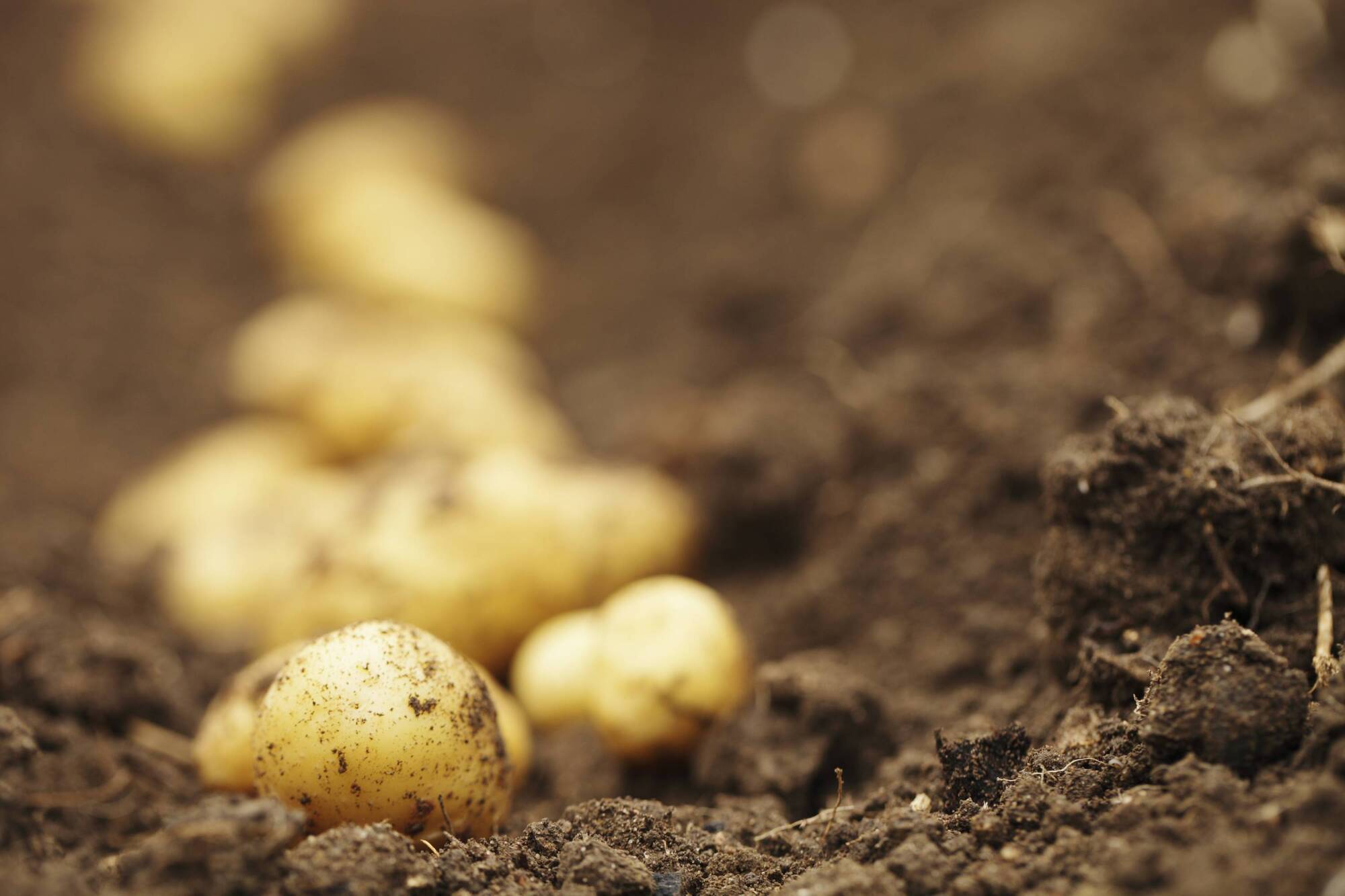 €450,000 in Irish support for potato farming in Ukraine