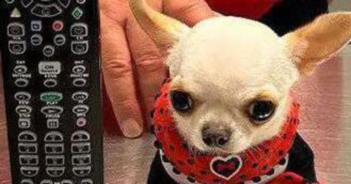 Pearl the chihuahua with a 'big personality' becomes world's shortest dog