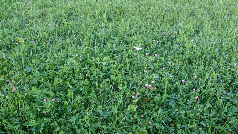 €2.5m multispecies swards and red clover silage measures open