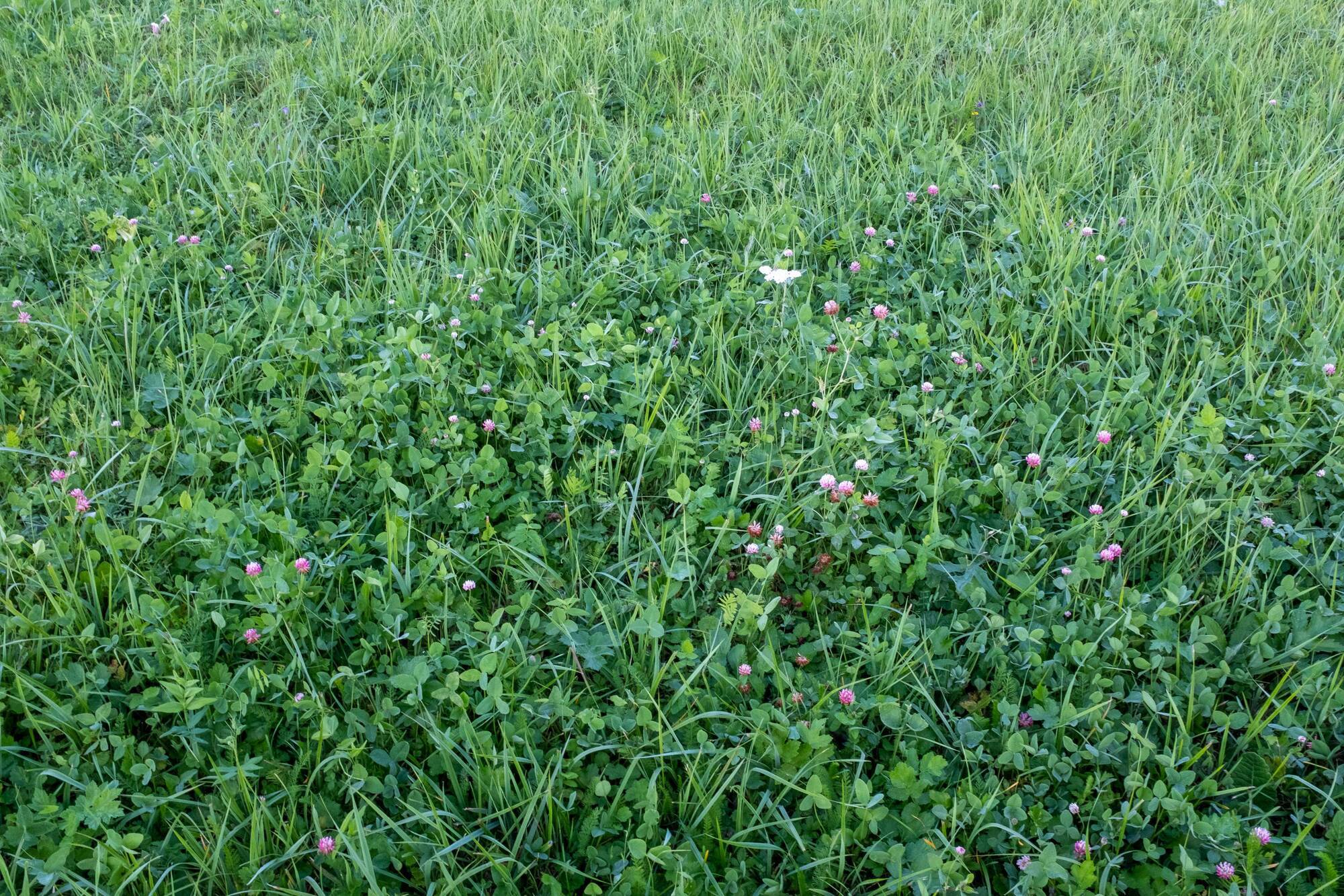 €2.5m multispecies swards and red clover silage measures open