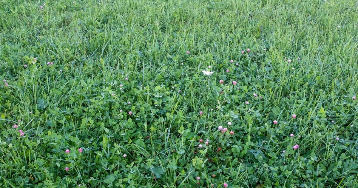 €2.5m multispecies swards and red clover silage measures open