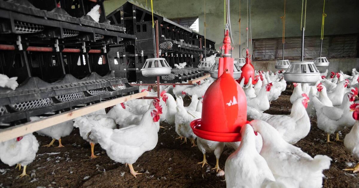 Poultry housing order to be lifted next week