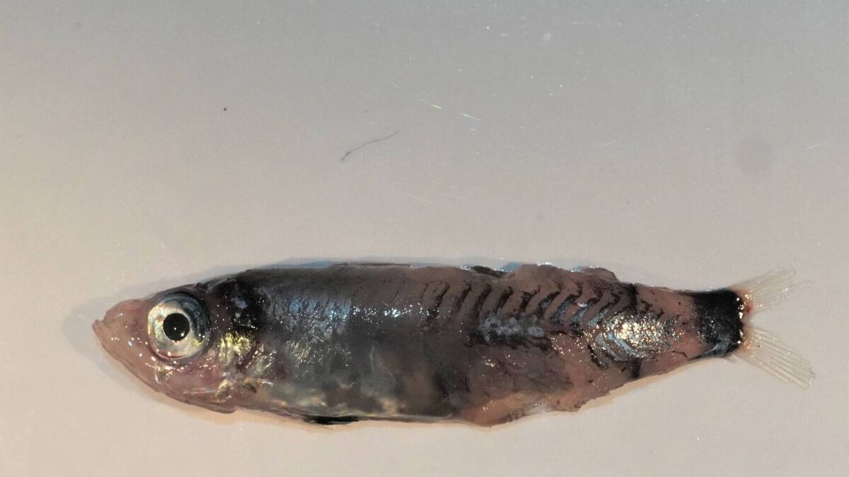 Researchers discover new species of fish off Dingle coast