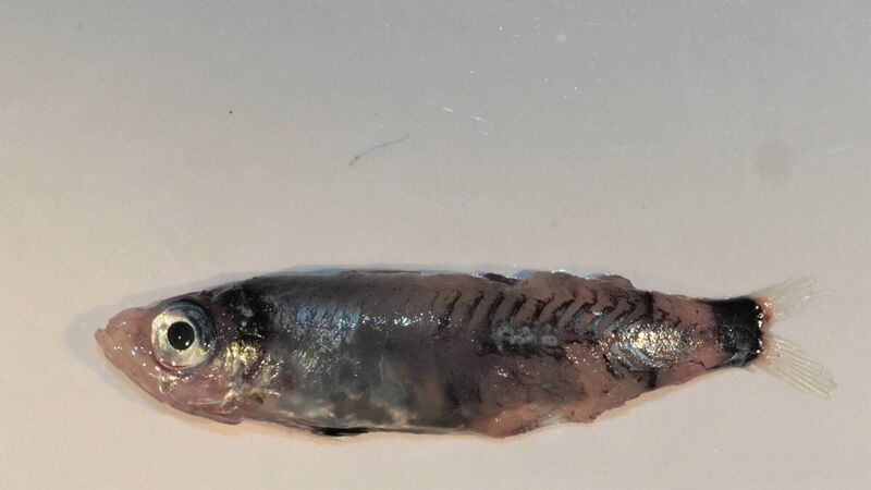 Researchers discover new species of fish off Dingle coast