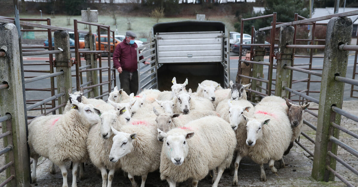 More than 70 lambs killed in 'horrific' dog attack in Kerry