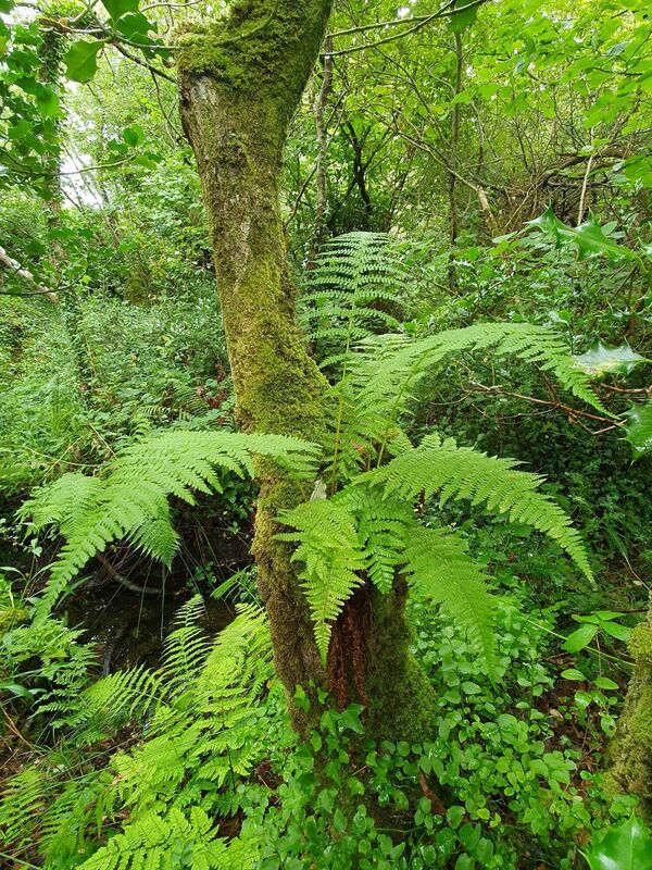 Eoghan Daltun: Ireland should be a rainforest nation — so why isn't it?