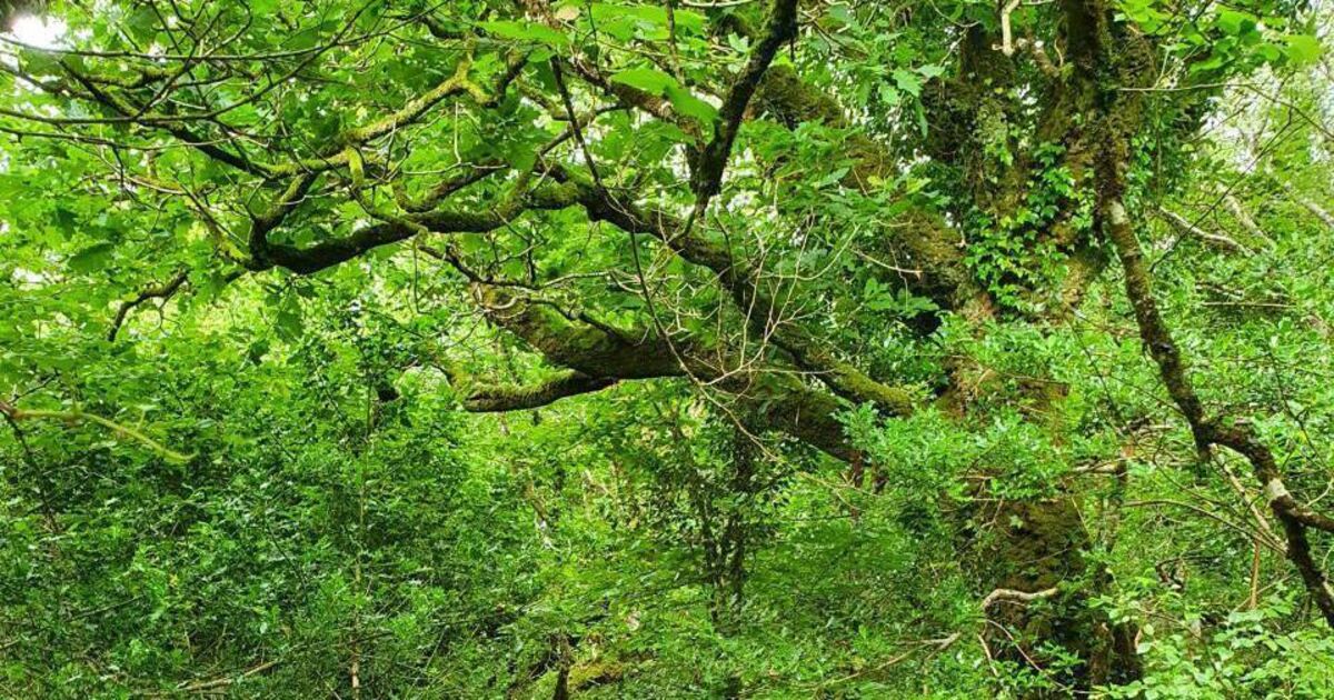 Eoghan Daltun: Ireland should be a rainforest nation — so why isn't it?