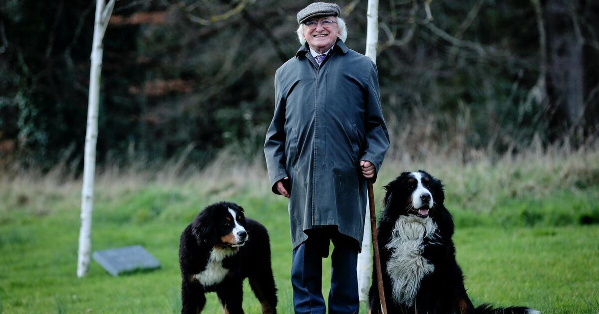 Bród, beloved dog of President Michael D Higgins, dies aged 10