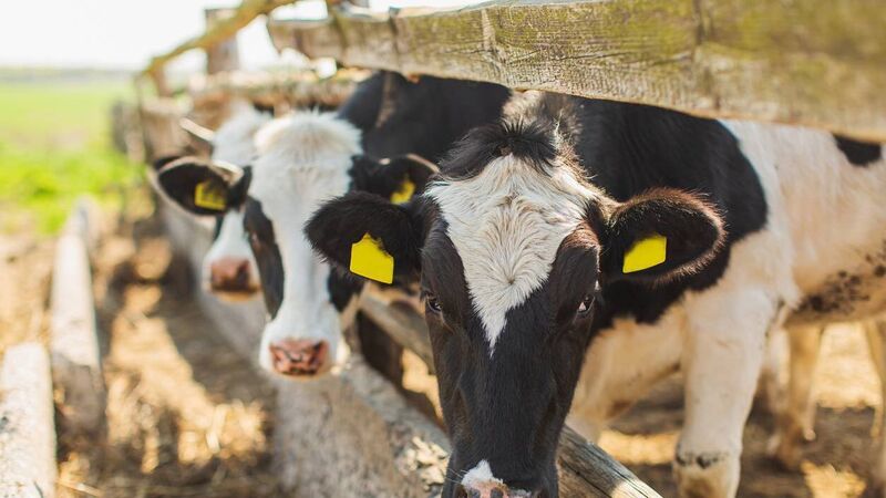 Dairy Beef: Finishing young Holstein Friesian bulls