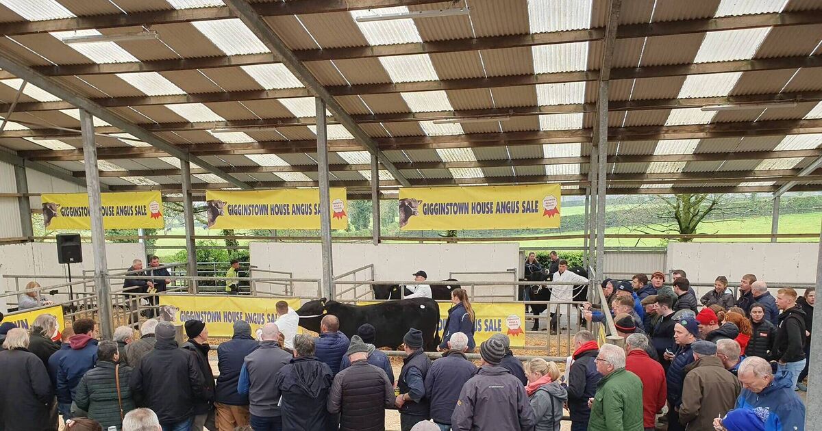 Record prices at O'Leary's 2023 Gigginstown Angus sale