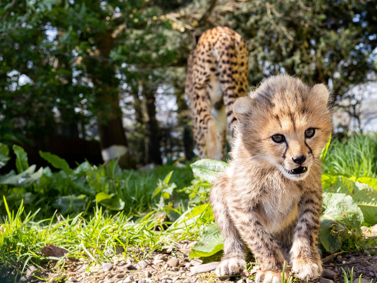 Cheetahs Cubs Running