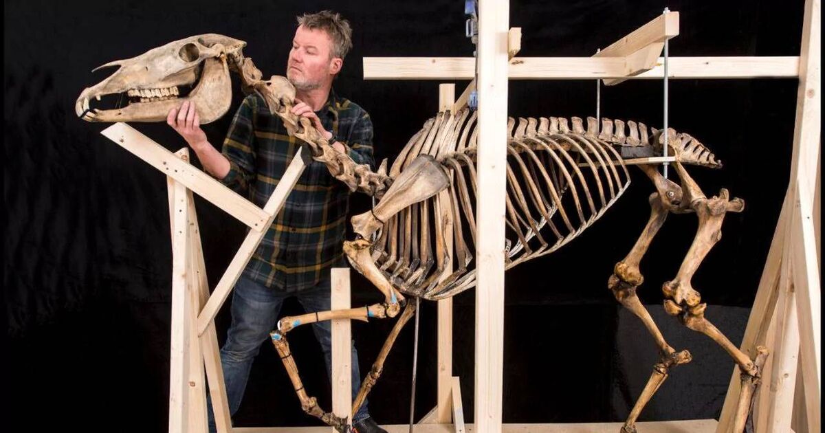 Battle to reclaim skeleton of Napoleon's horse for North Cork appears ...