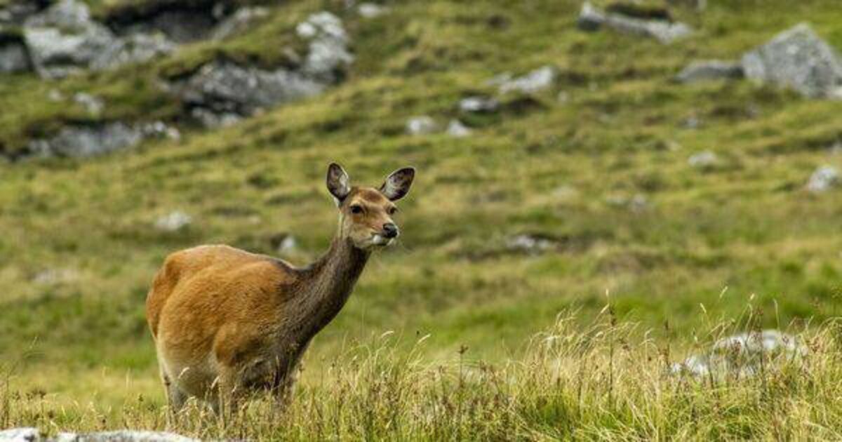 Farmers welcome progress on deer management strategy