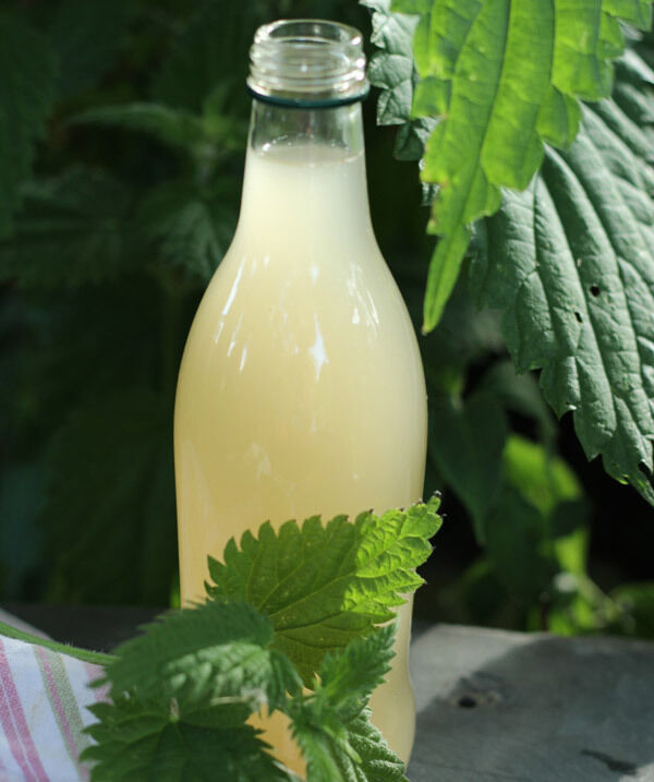Nettle beer and gorse wine are quick and easy to make