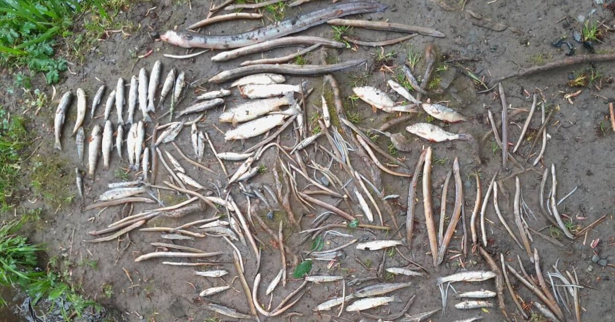 Anja Murray: Life and death on Irish rivers