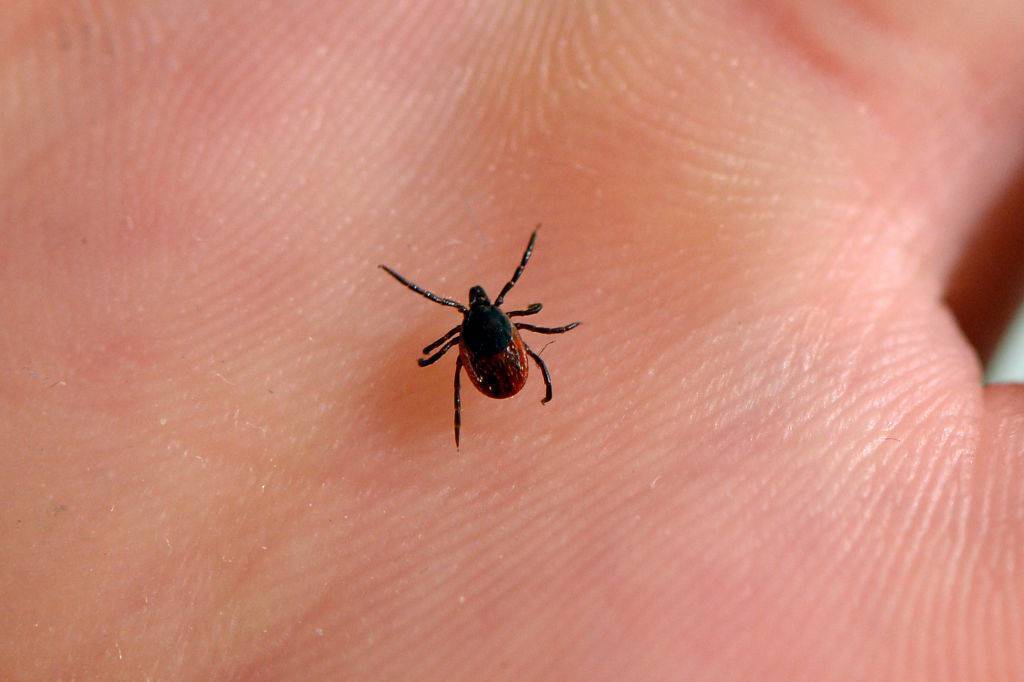 HSE urge people to be wary of ticks ahead of busy season