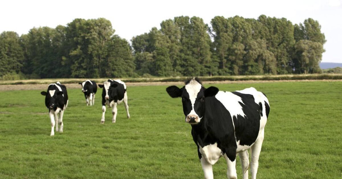 Growing young dairy and beef stock on grass this summer