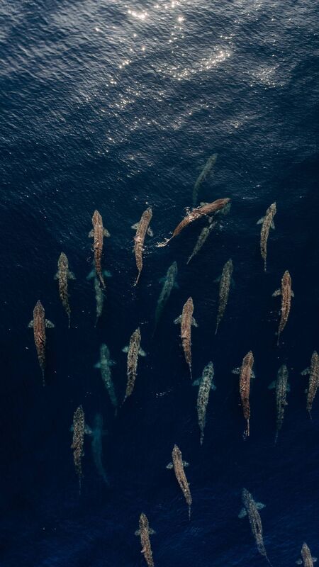 North Atlantic: the stories behind the incredible marine-life footage