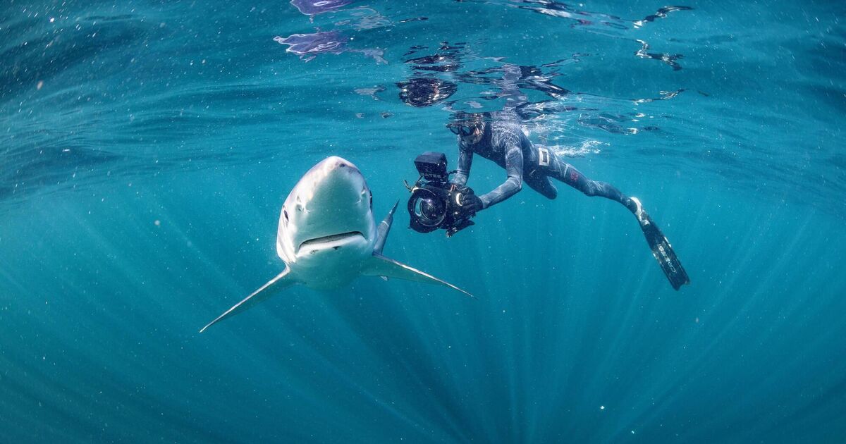 North Atlantic: the stories behind the incredible marine-life footage