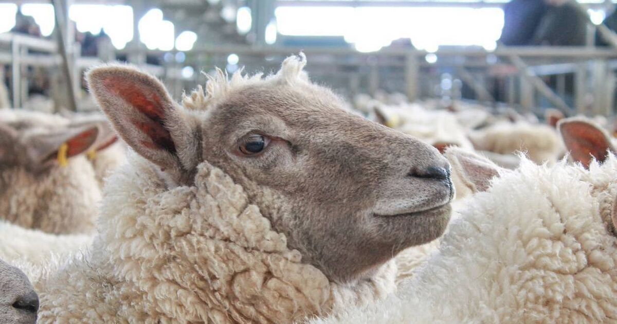 Factory prices up 10-15c/kg for spring lambs