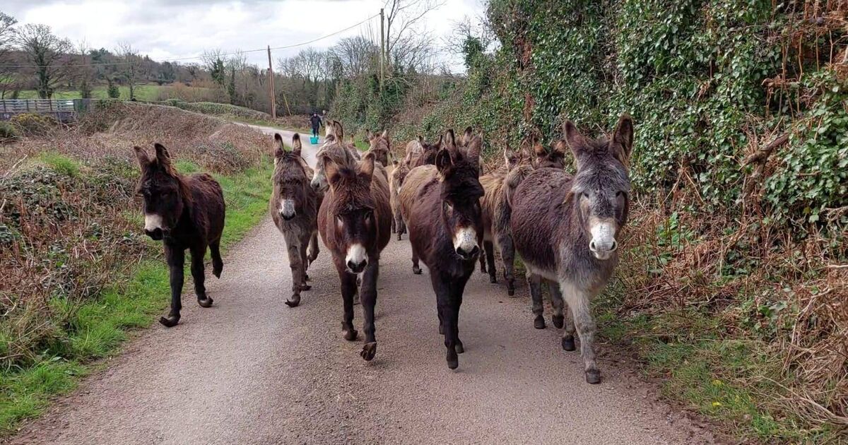 Charity discovers 20 donkeys abandoned in field