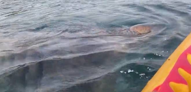 Watch: Basking sharks swim under kayak in ‘surreal’ experience off Cork ...