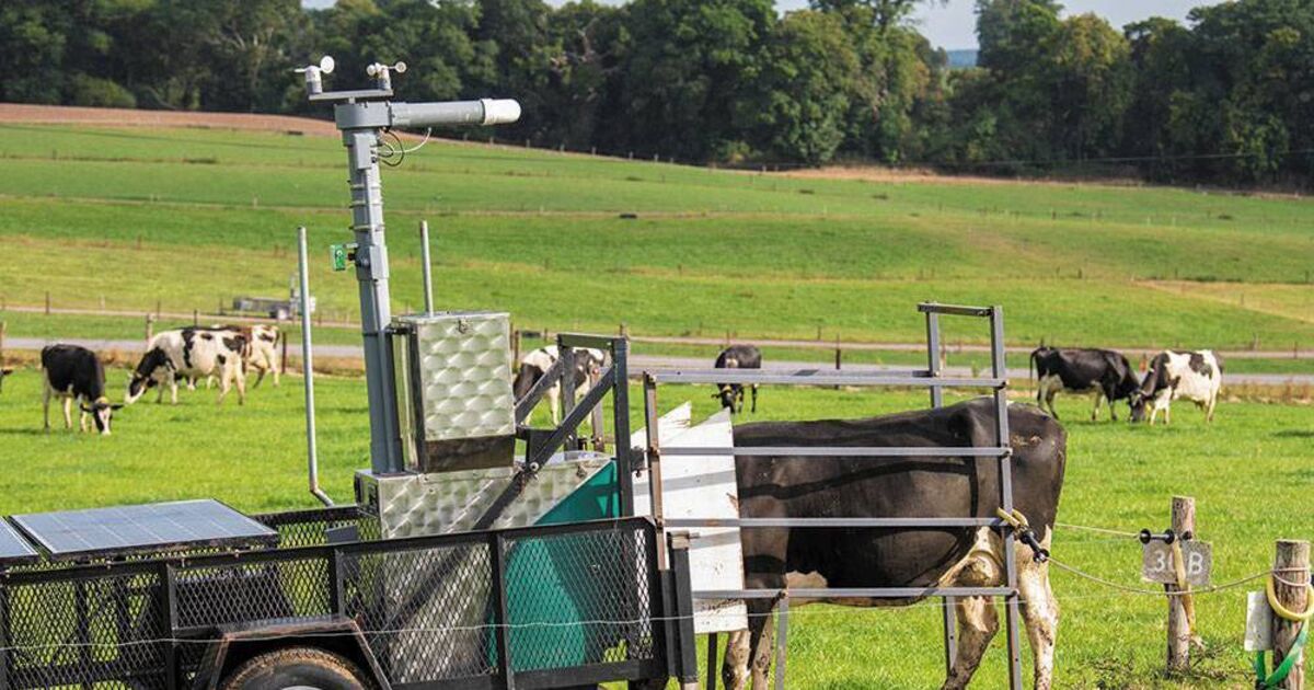 The era of the eco cow: Is it possible to breed for lower methane ...