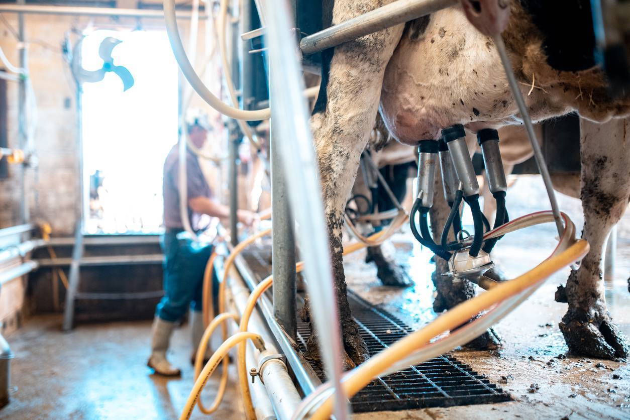 Could these simple steps help shave time off your milking routine?