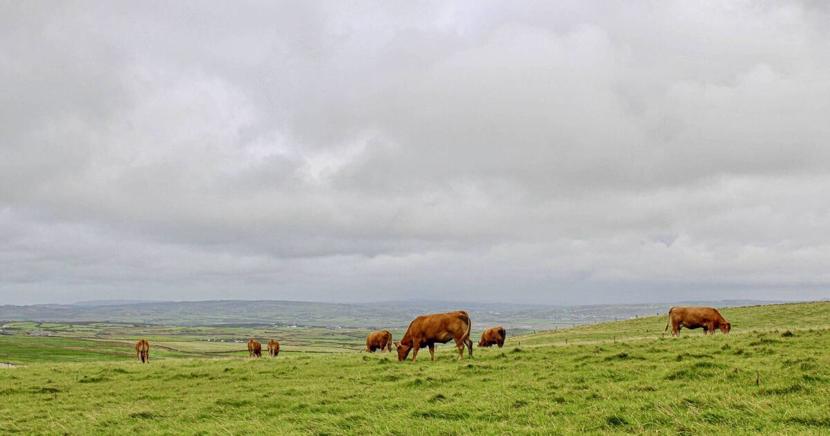 Over 128,000 applications to BISS and other area-based schemes