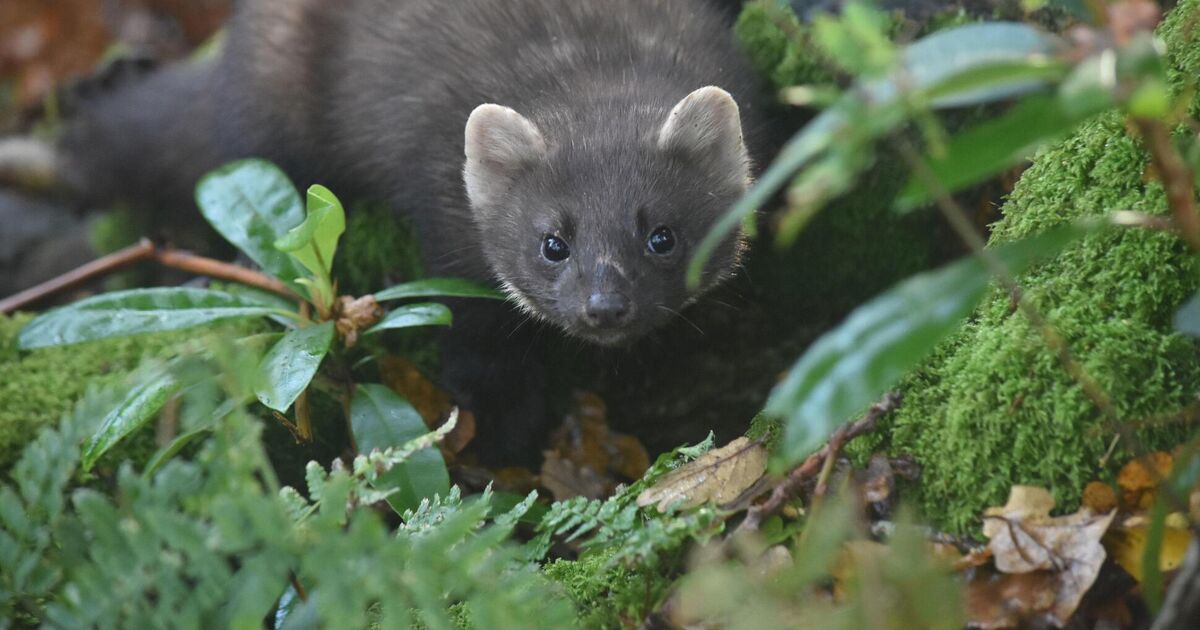 Pine marten presence 'almost doubles' in Northern Ireland
