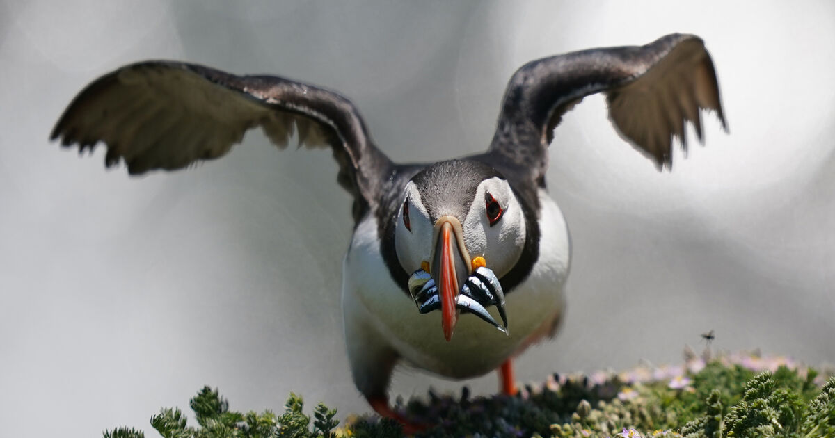 Puffin population may appear to be thriving, but more research needed ...
