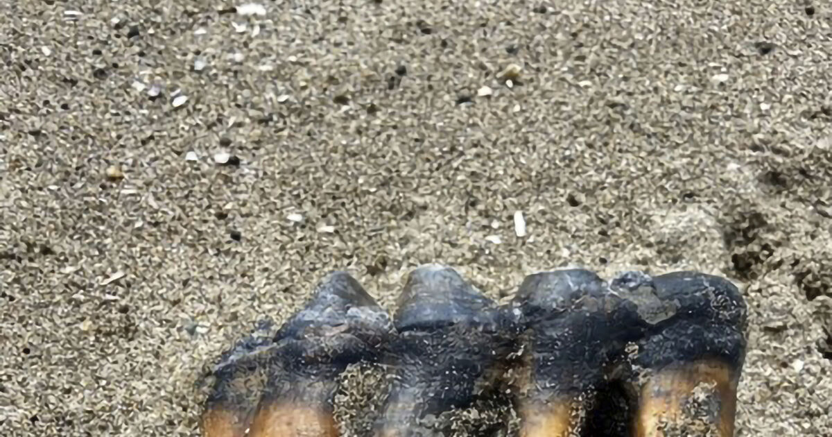 Woman walking on California beach finds ancient mastodon tooth