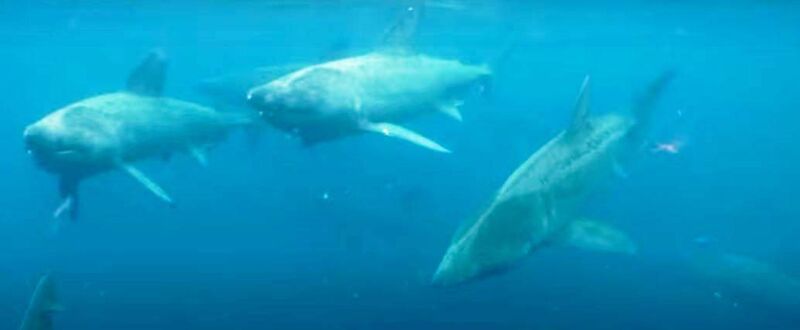 How to behave around basking sharks