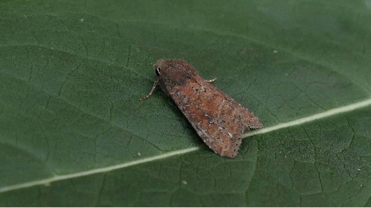 Moth thought extinct found by amateur lepidopterist