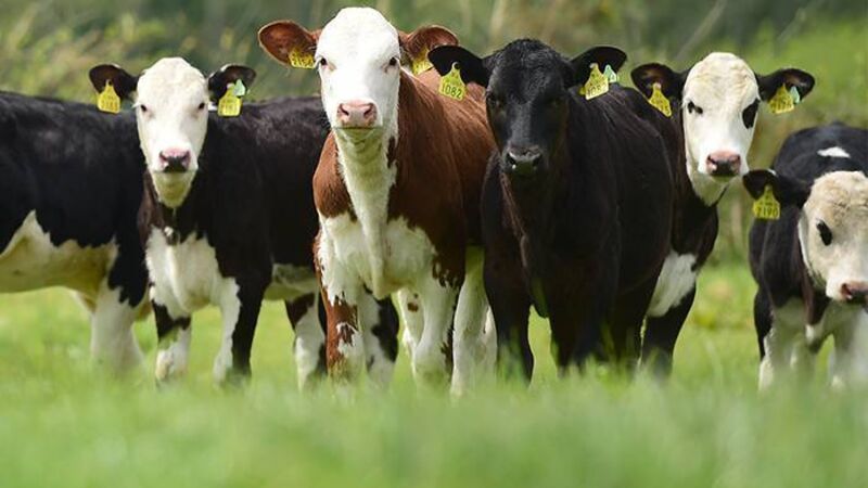 Research-based calf-rearing at the Ballyvadin Beef Farm project