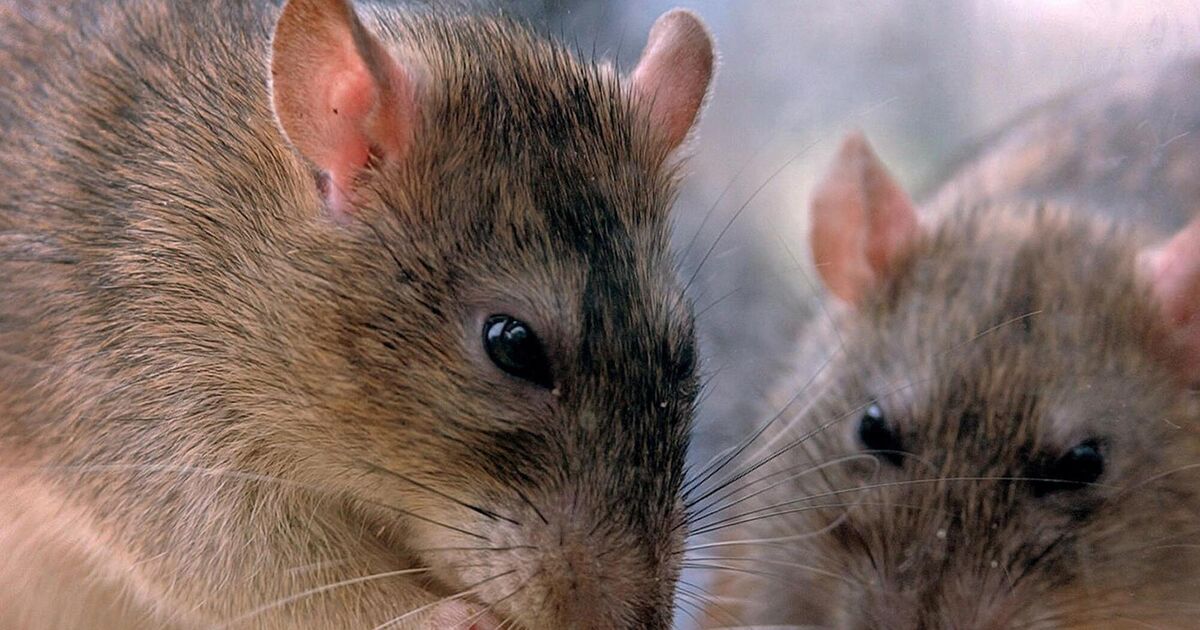 El ratón visto en un bar de Cork donde la Autoridad de Seguridad ...