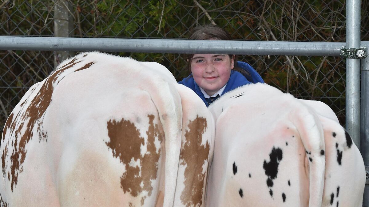 Final preparations as historic Cork Summer Show returns to Curraheen