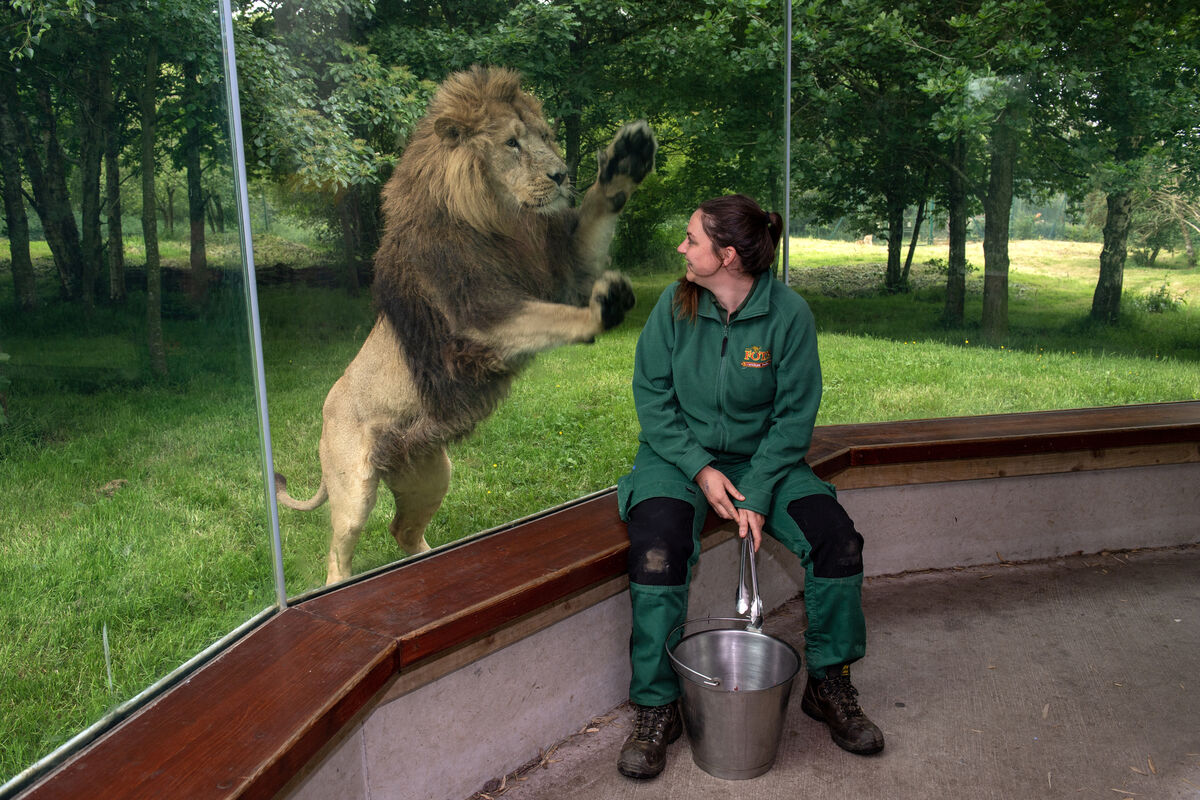 Fota at 40: Conservation and survival as Cork's wildlife park marks a ...