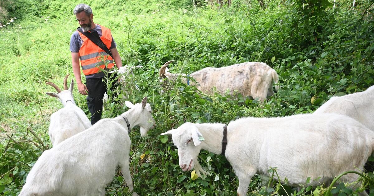 This team of eight goats is on an eco-mission in Cork city
