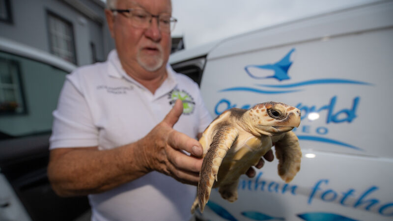 Young turtle hitches a ride with the Irish navy to warmer waters
